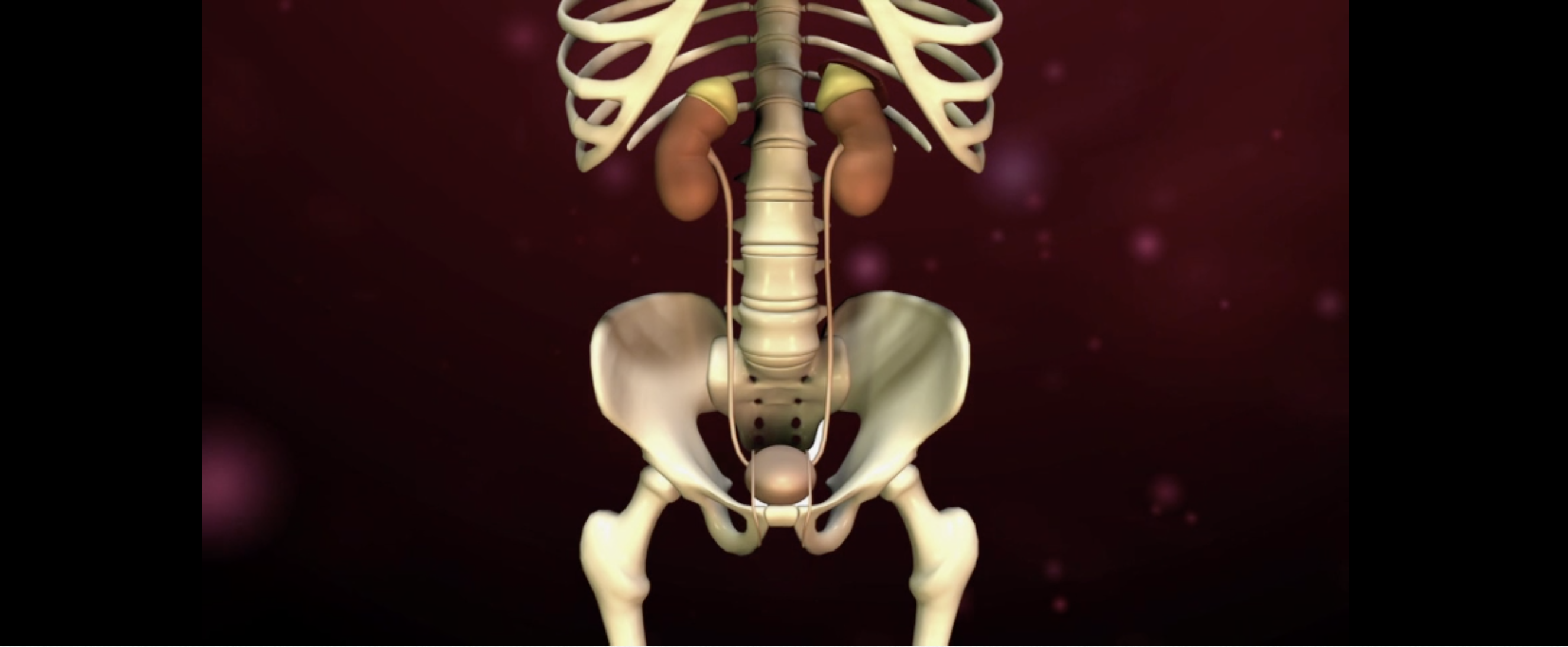 Kidney Infections – Great Care At Low Costs