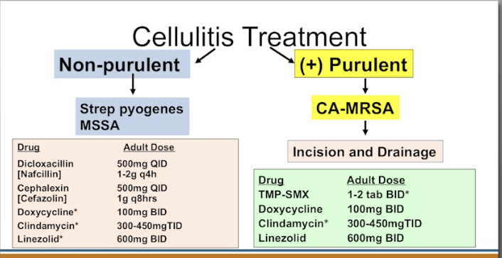 Cellulitis and Insect Bites – Great Care At Low Costs